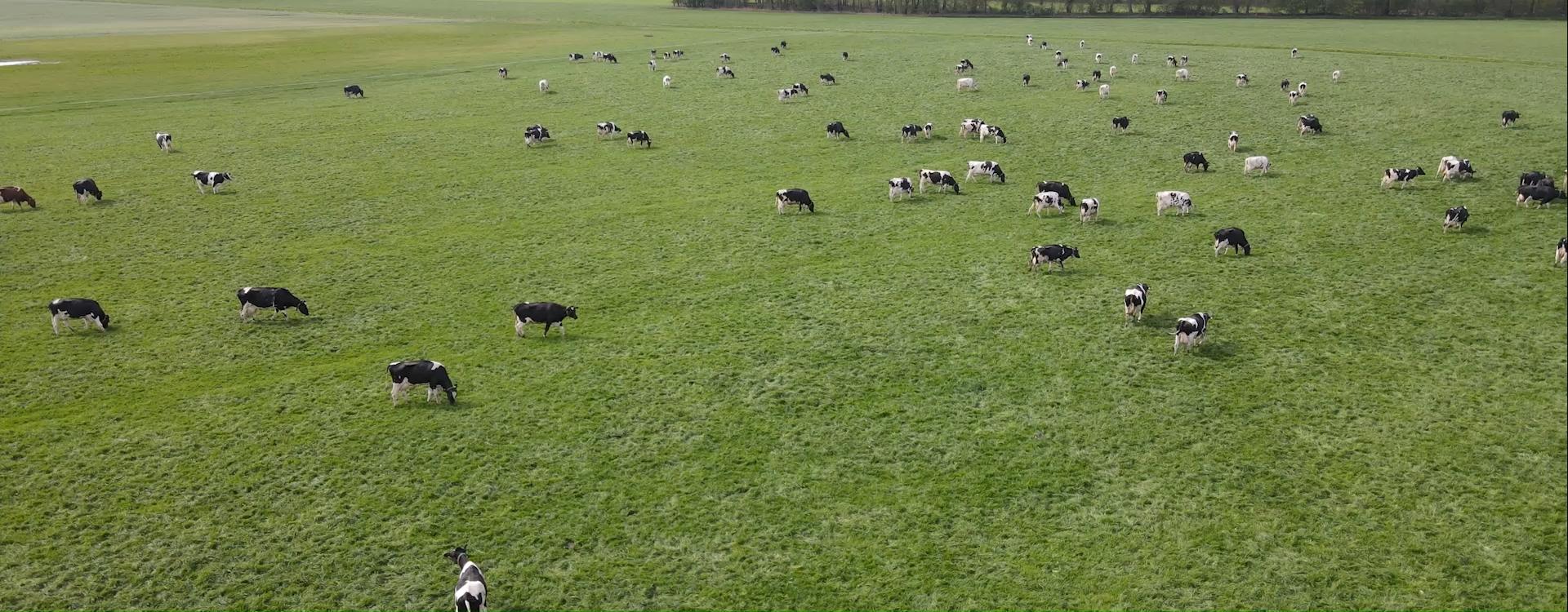 Home - UNIFORM-Agri | Herd Management Software